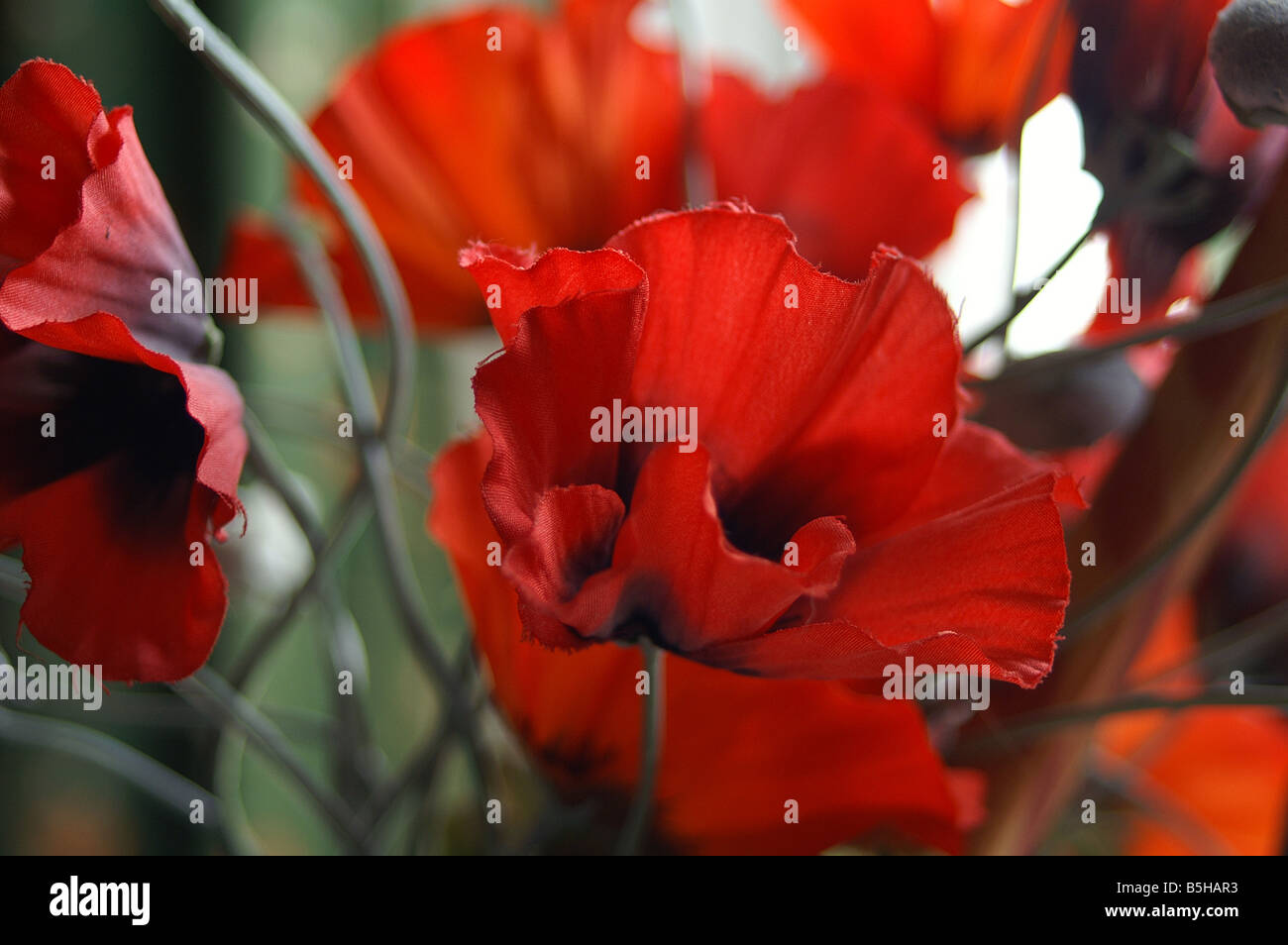 Poppies Close Up High Resolution Stock Photography and Images - Alamy
