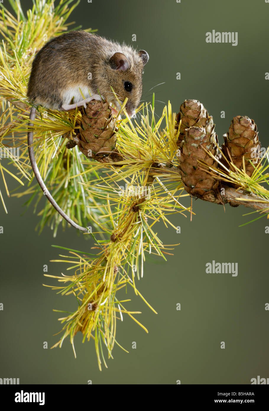 Yellow-necked Mouse Apodemus flavicollis sitting on Larch branch Potton ...
