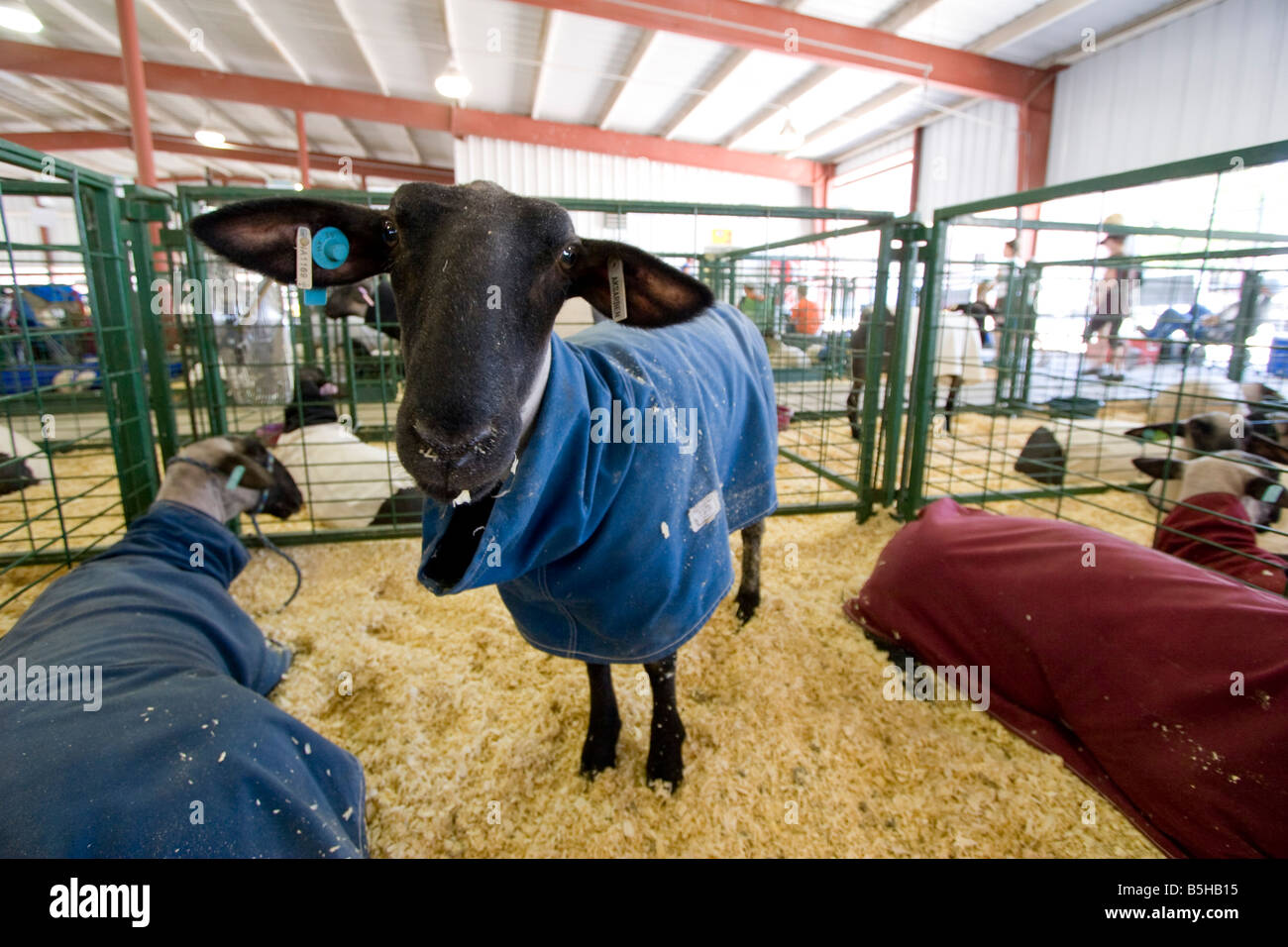 Lincoln sheep hi-res stock photography and images - Alamy