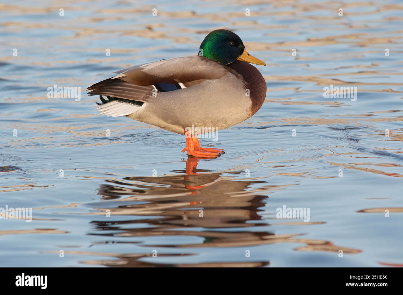 widgeon - wild duck - mallard Stock Photo - Alamy