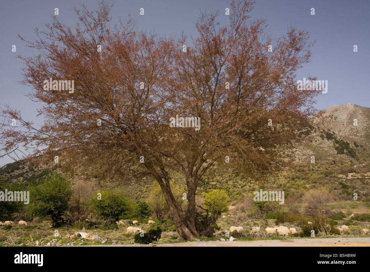 An endemic Cretan tree Zelkova abelicea on the Omalos plateau West ...