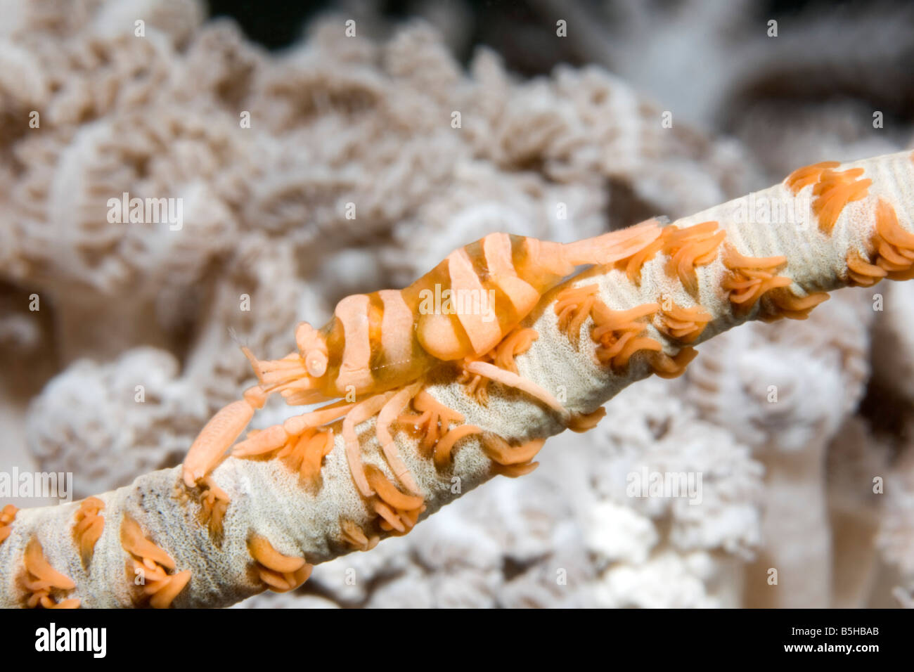 Whip Coral Shrimp, Pontonides unciger, commensal on a black coral sea ... Whip Coral Shrimp, Pontonides unciger, commensal on a black coral sea ...