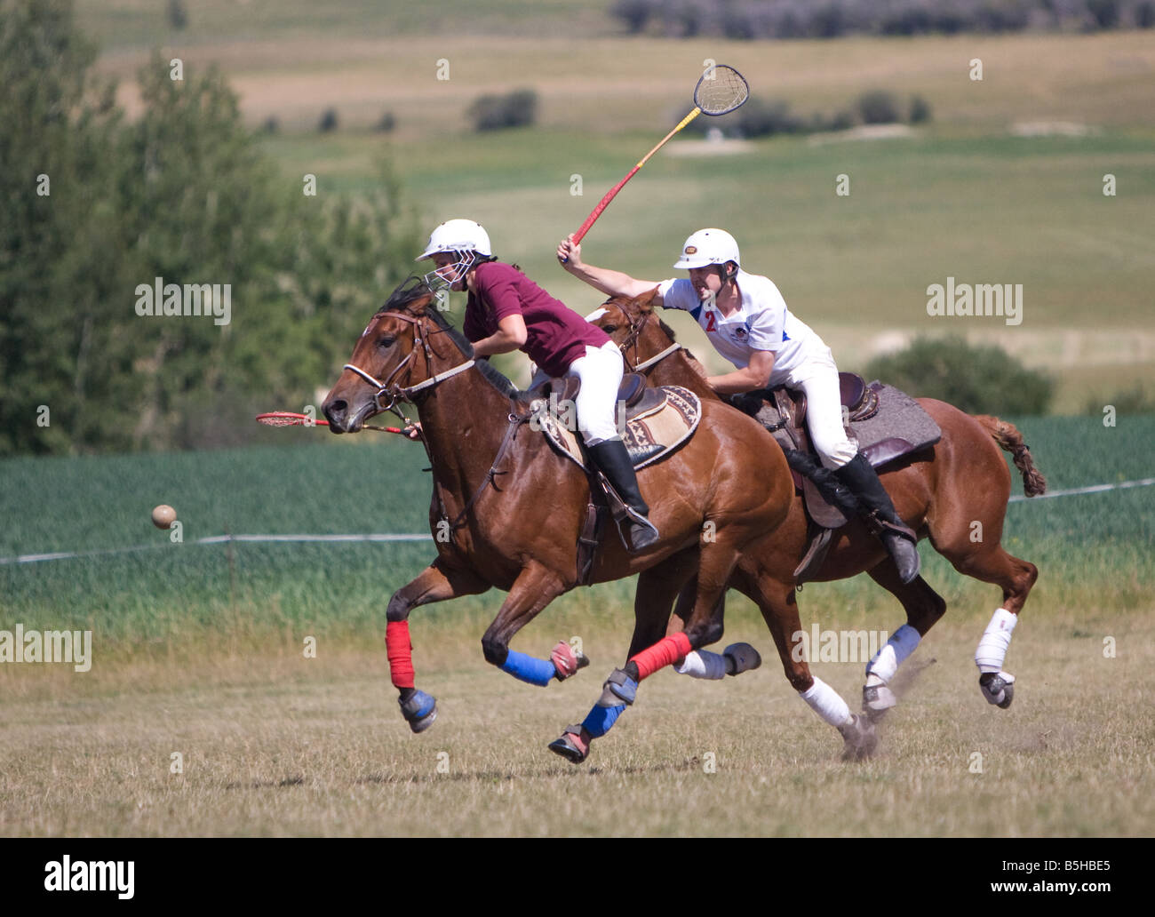 Two riders battle for the ball during a polocrosse match on horseback ...