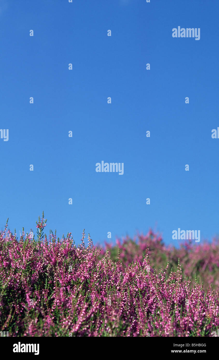 Scottish heather and blue sky, Scotland, UK Stock Photo - Alamy