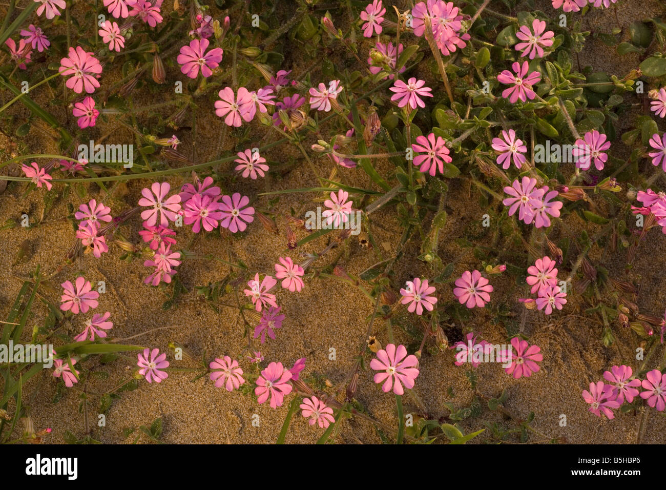 A pink campion Silene colorata on the beach Crete Stock Photo - Alamy