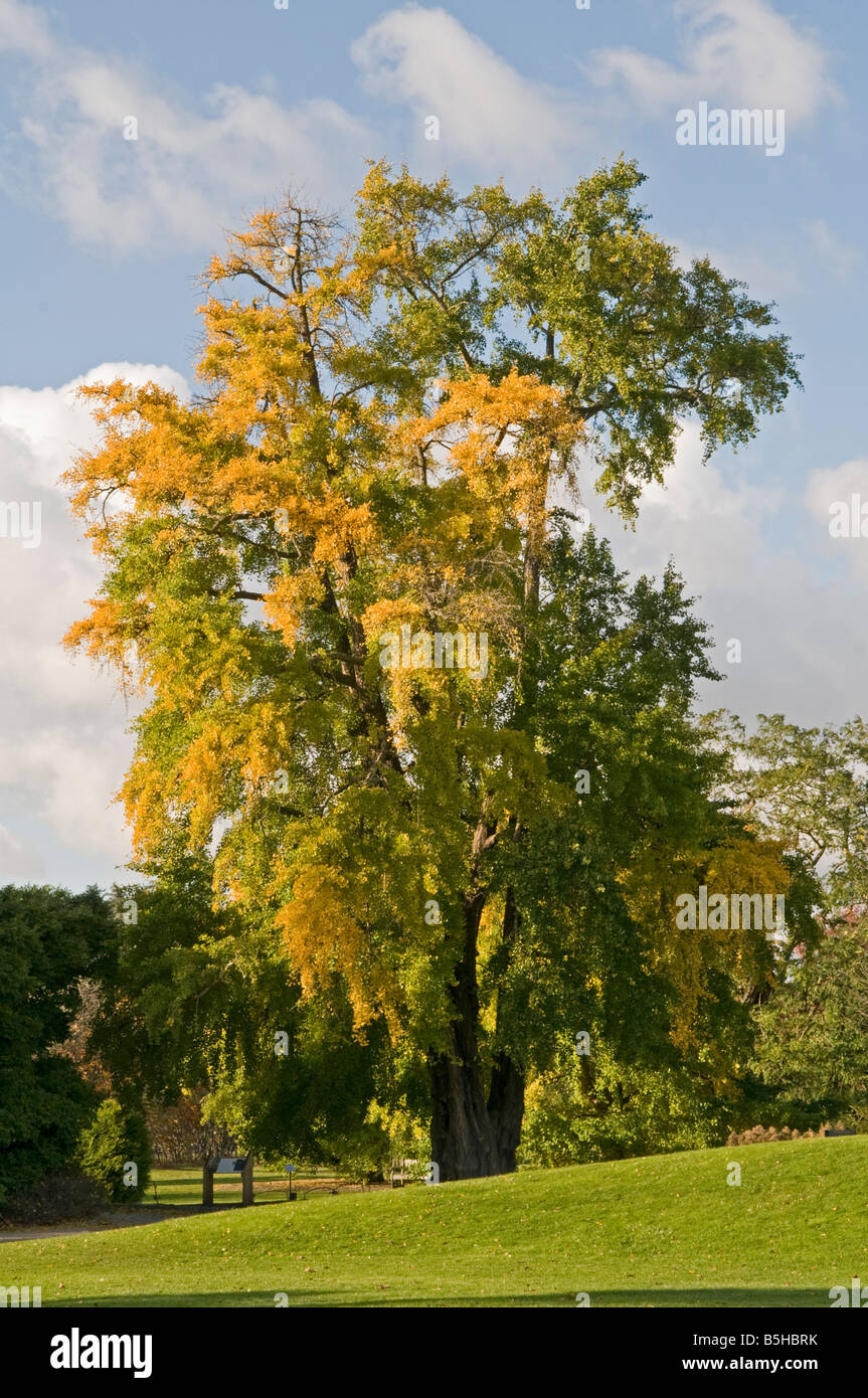 Maidenhair Tree: Ginkgo biloba Stock Photo - Alamy