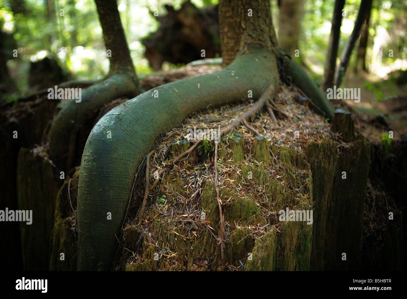 roots growing over a stump Stock Photo - Alamy