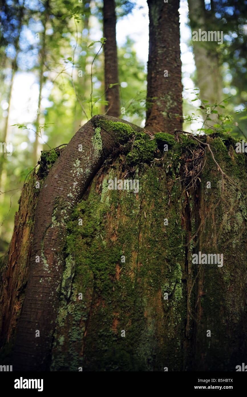 roots growing over a stump Stock Photo - Alamy