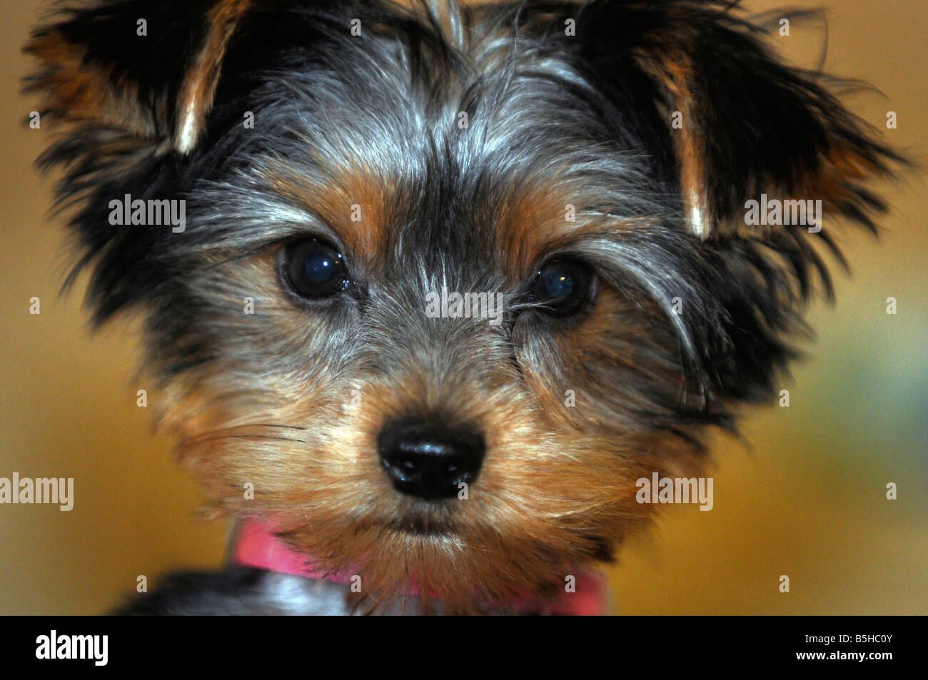 A three month old Yorkshire Terrier puppy Stock Photo - Alamy