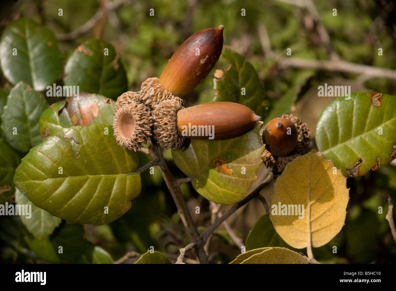 Golden Oak Quercus alnifolia foliage and acorns Cypriot endemic in the ...