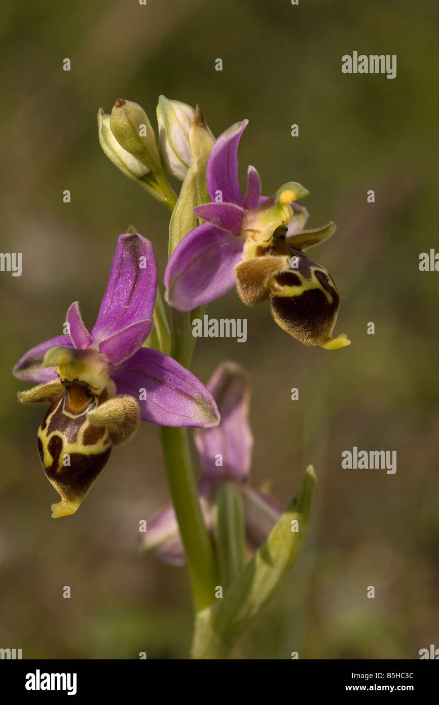Ophrys heldreichii hi-res stock photography and images - Alamy