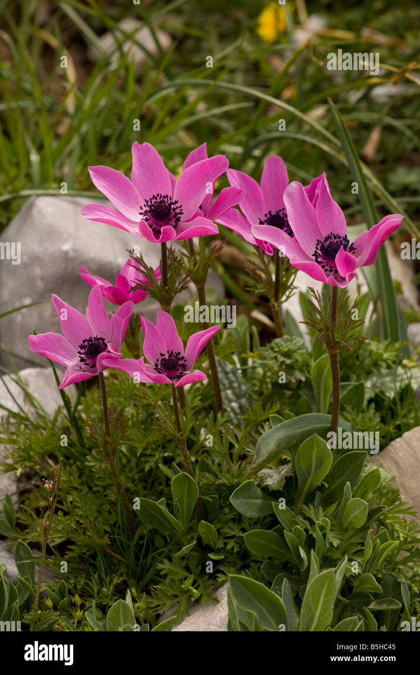Crown Anemones Anemone coronaria on the Omalos Plateau White Mountains ...