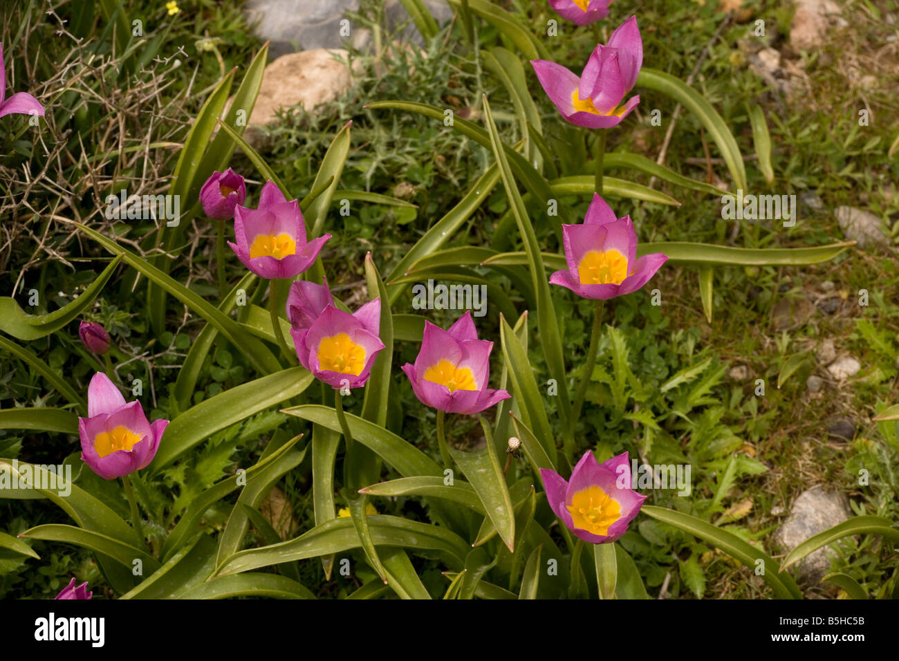 Rock Tulips Tulipa saxatilis in the mountains of Crete in the form ...