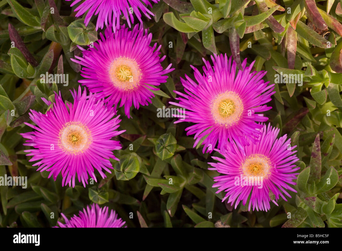 Carpobrotus hi-res stock photography and images - Alamy