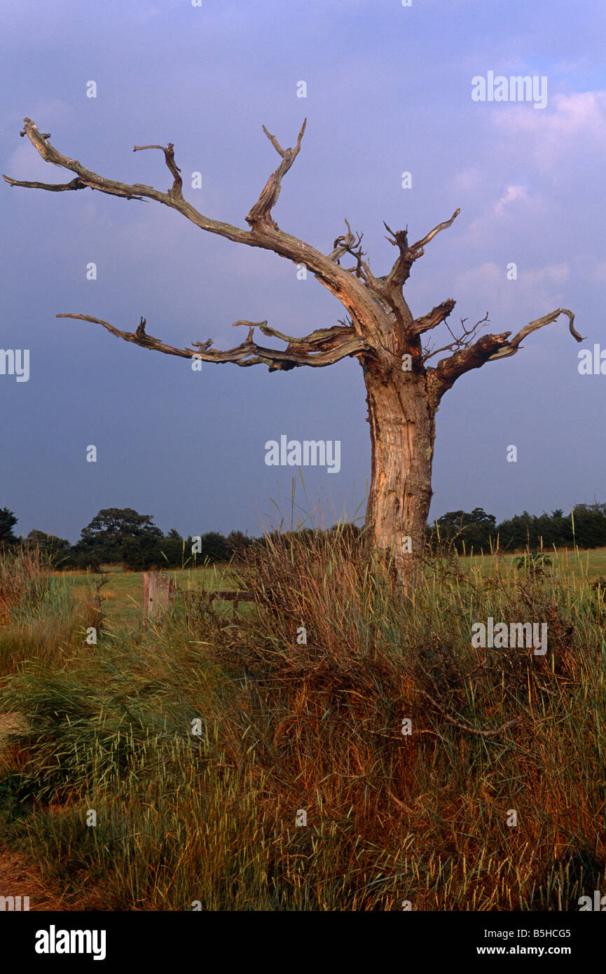 Dead & decaying tree Stock Photo - Alamy