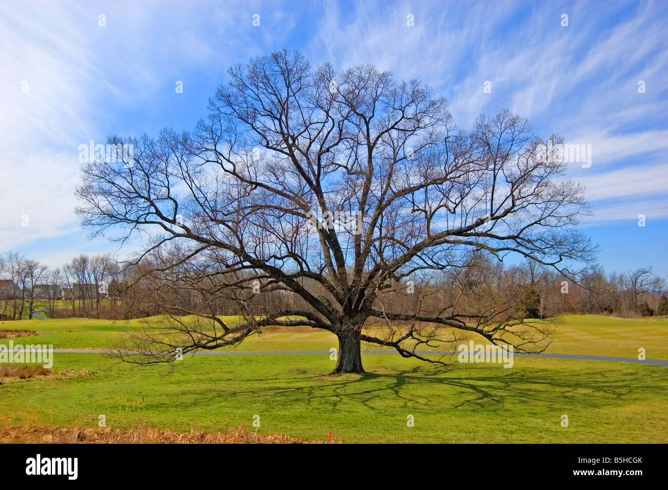 big tree Southern Red Oak Quercus falcata Virginia USA Stock Photo - Alamy