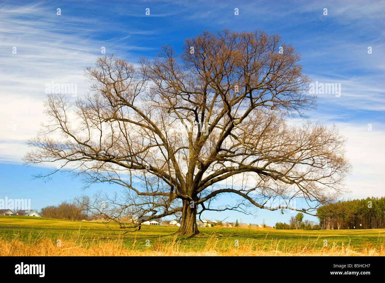 big tree Southern Red Oak Quercus falcata Virginia, USA Stock Photo - Alamy
