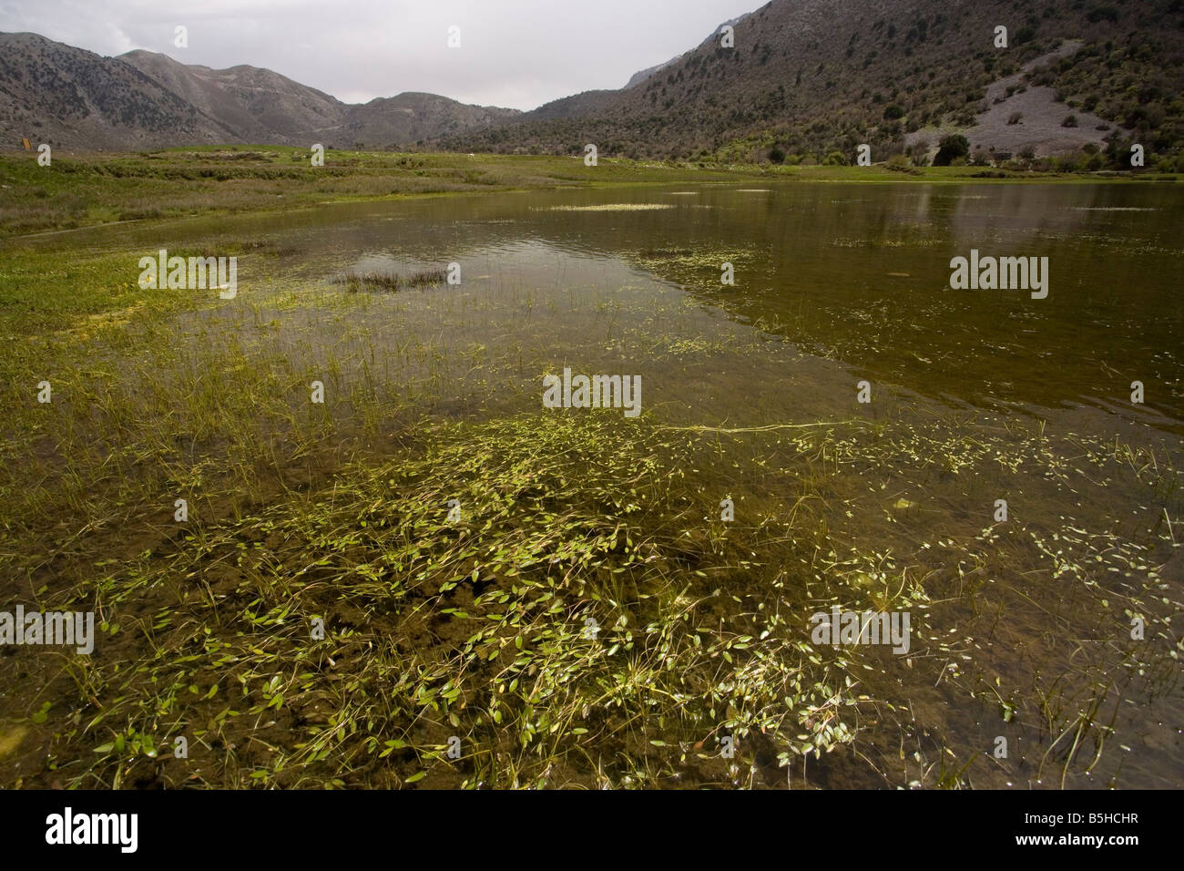 Temporary Pond on the Omalos plateau White Mountains Crete rare habitat ...