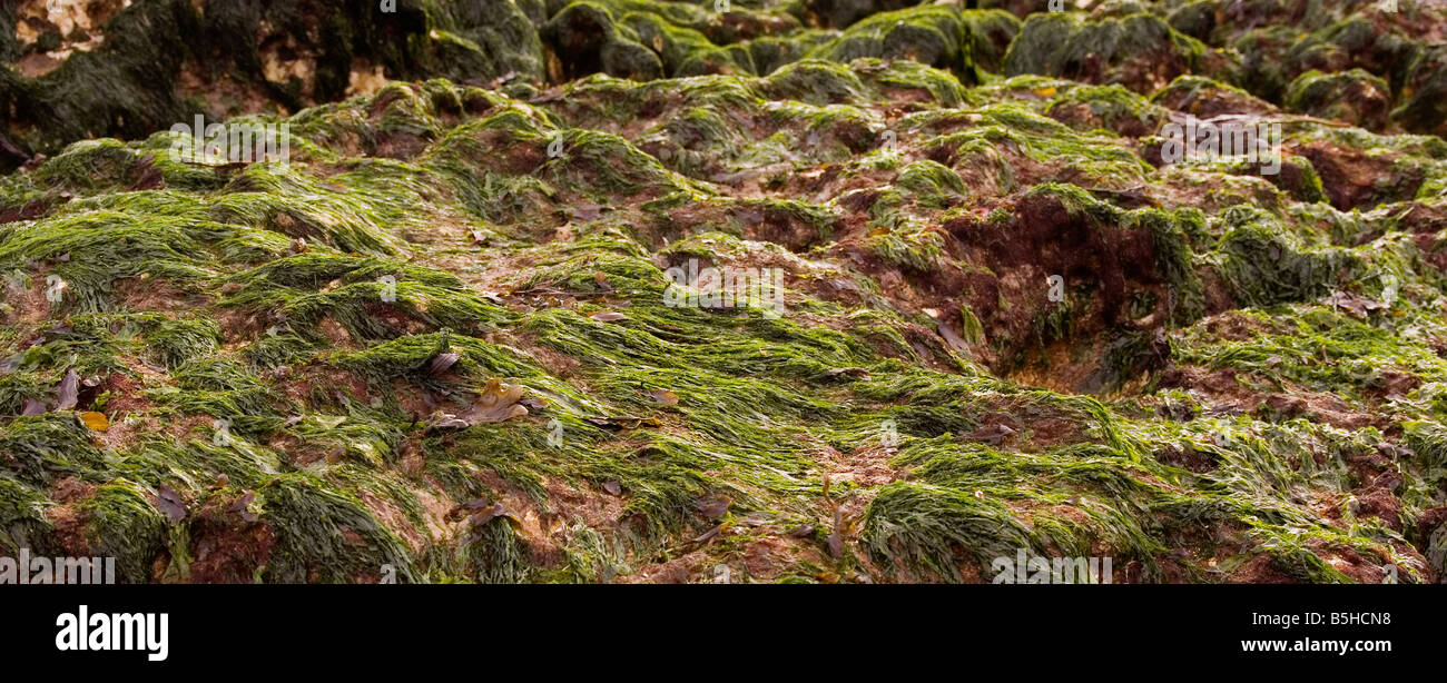 Seaweed and rock texture hi-res stock photography and images - Alamy