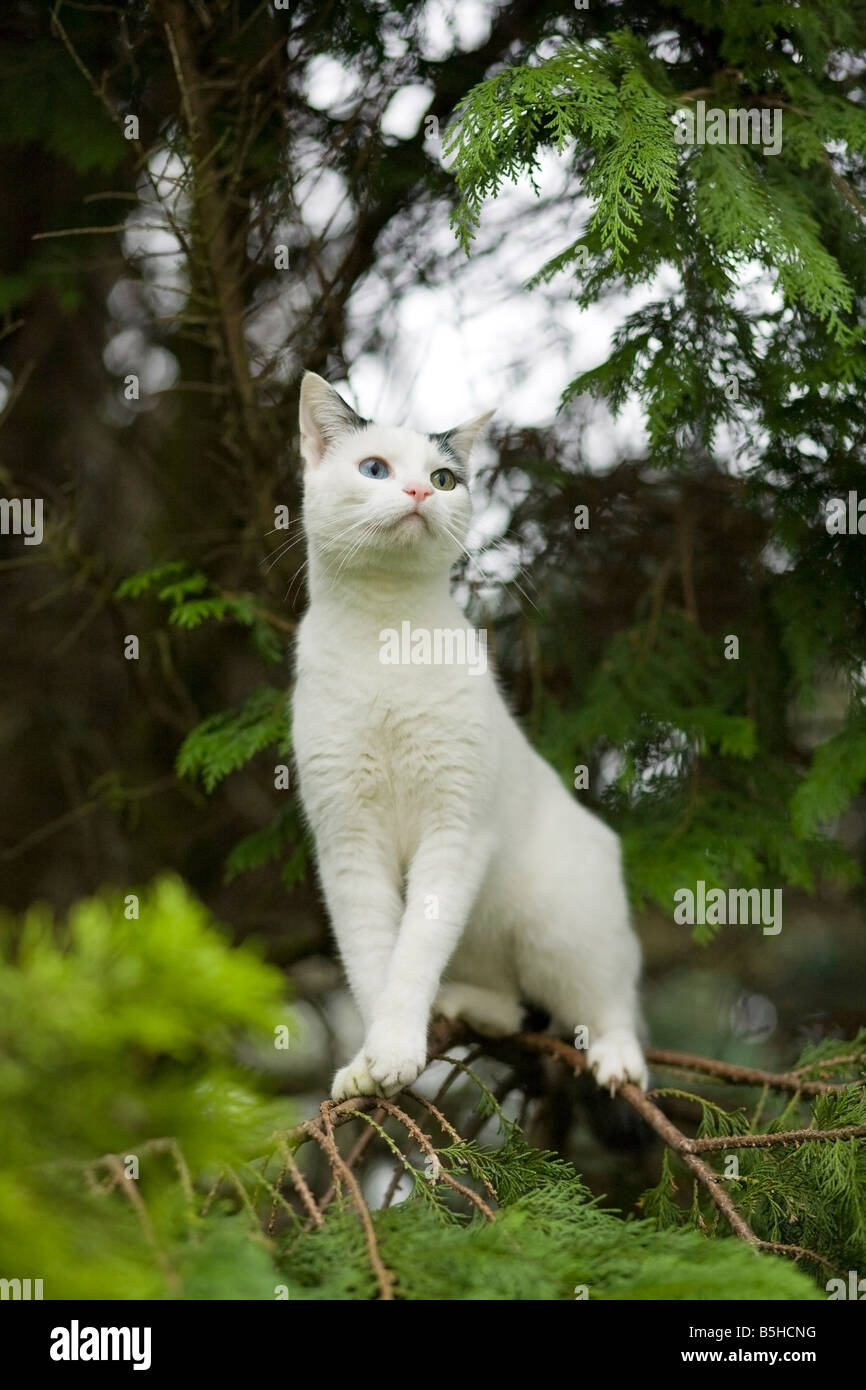 Young black and white cat (Felis catus) climbing up a fir tree Stock ...
