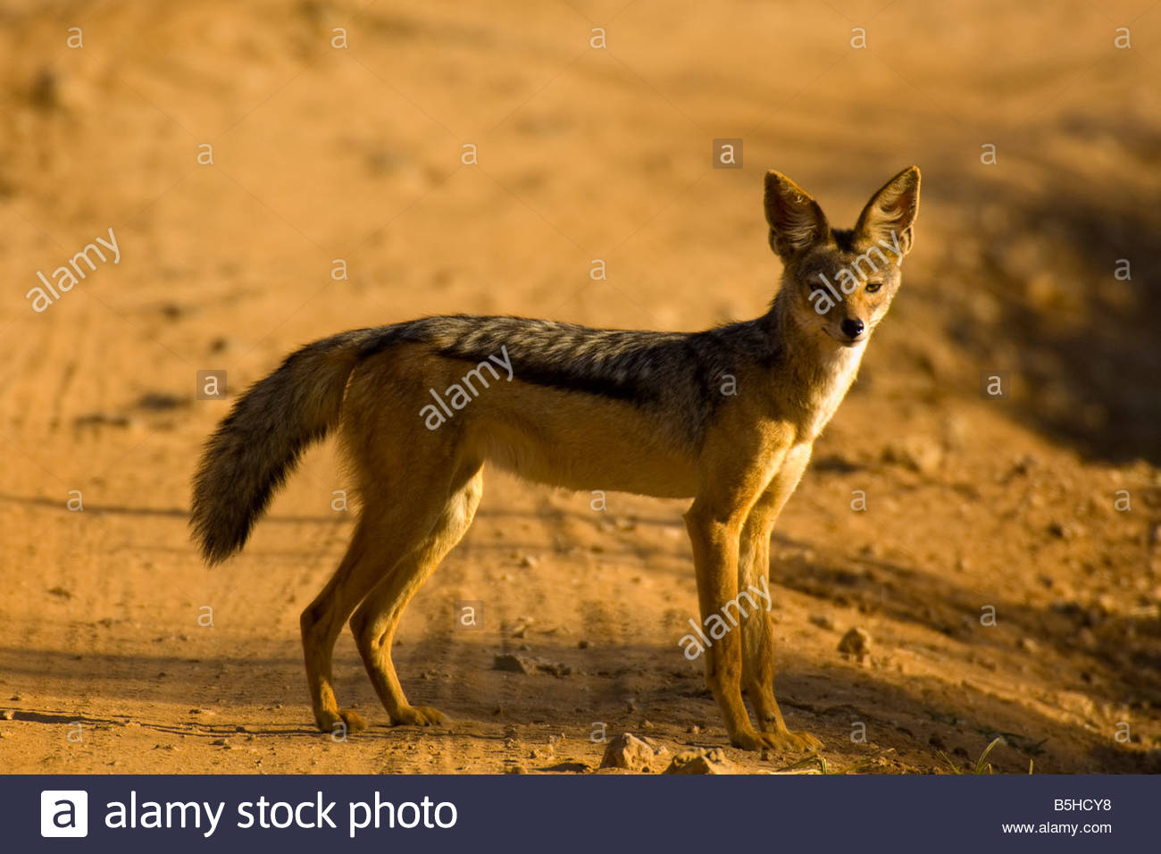 Silver Backed Jackal Stock Photos & Silver Backed Jackal Stock Images ...