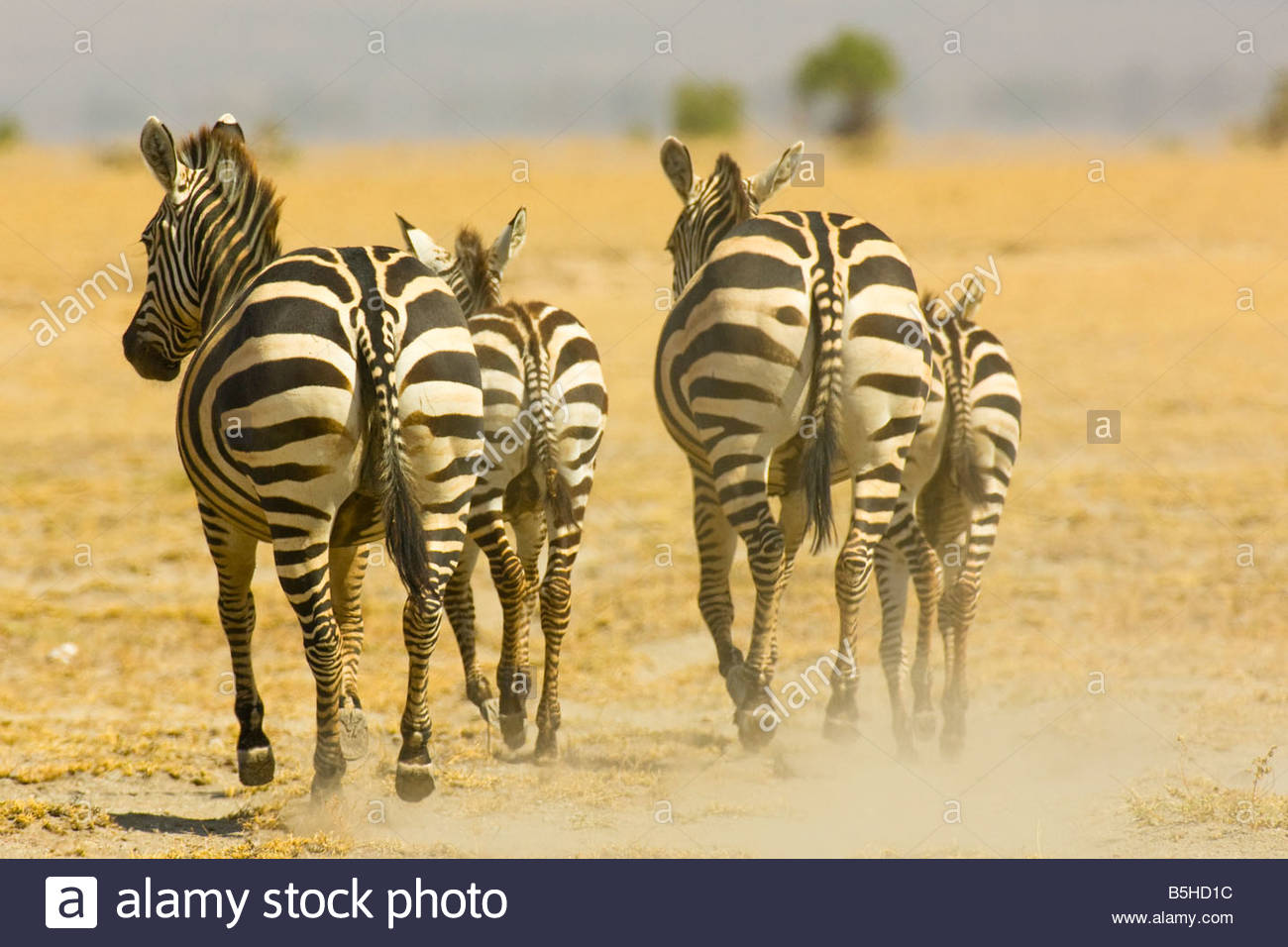 Zebras Running Stock Photos & Zebras Running Stock Images - Alamy