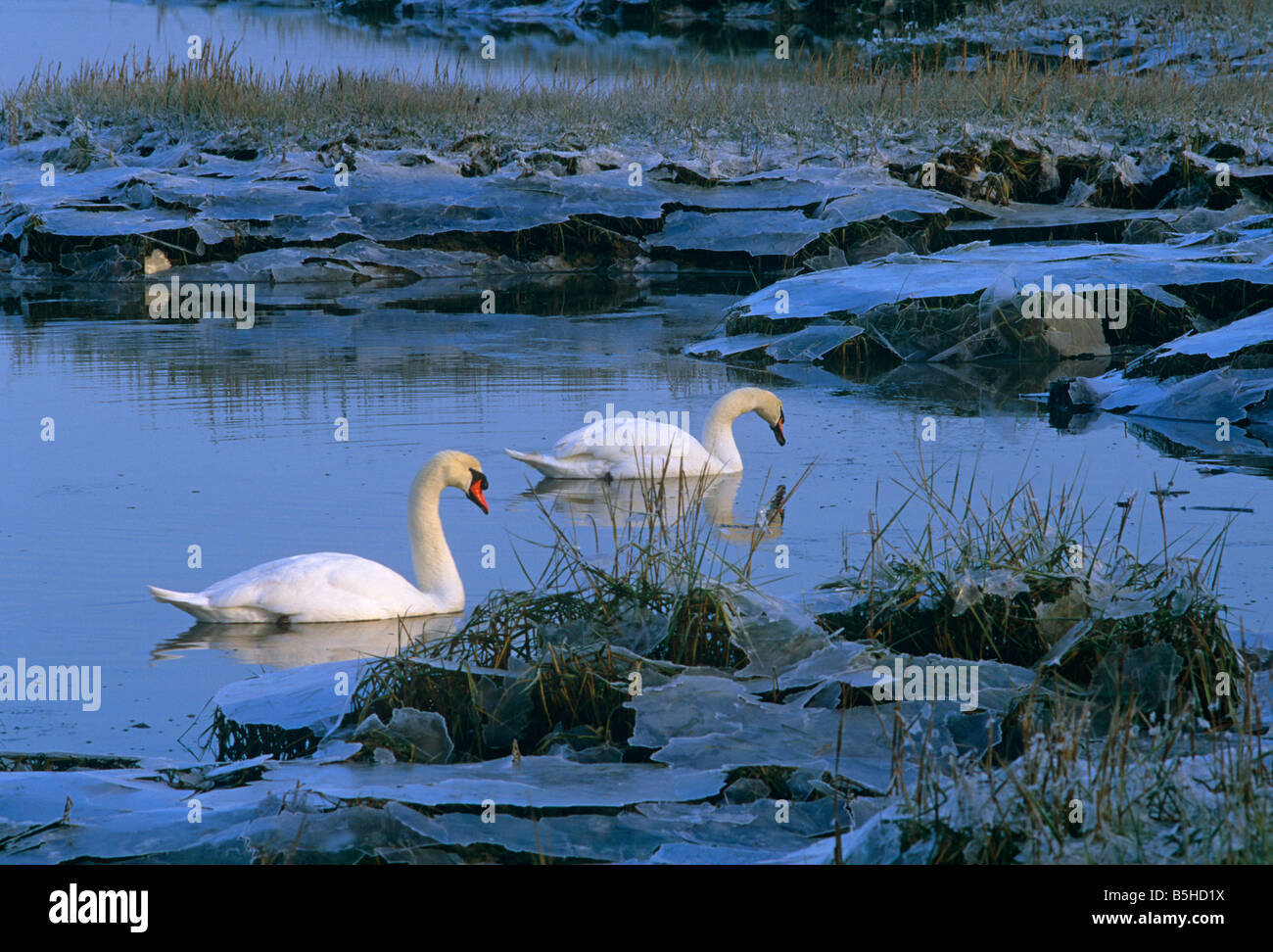 Two white mute swans hi-res stock photography and images - Alamy