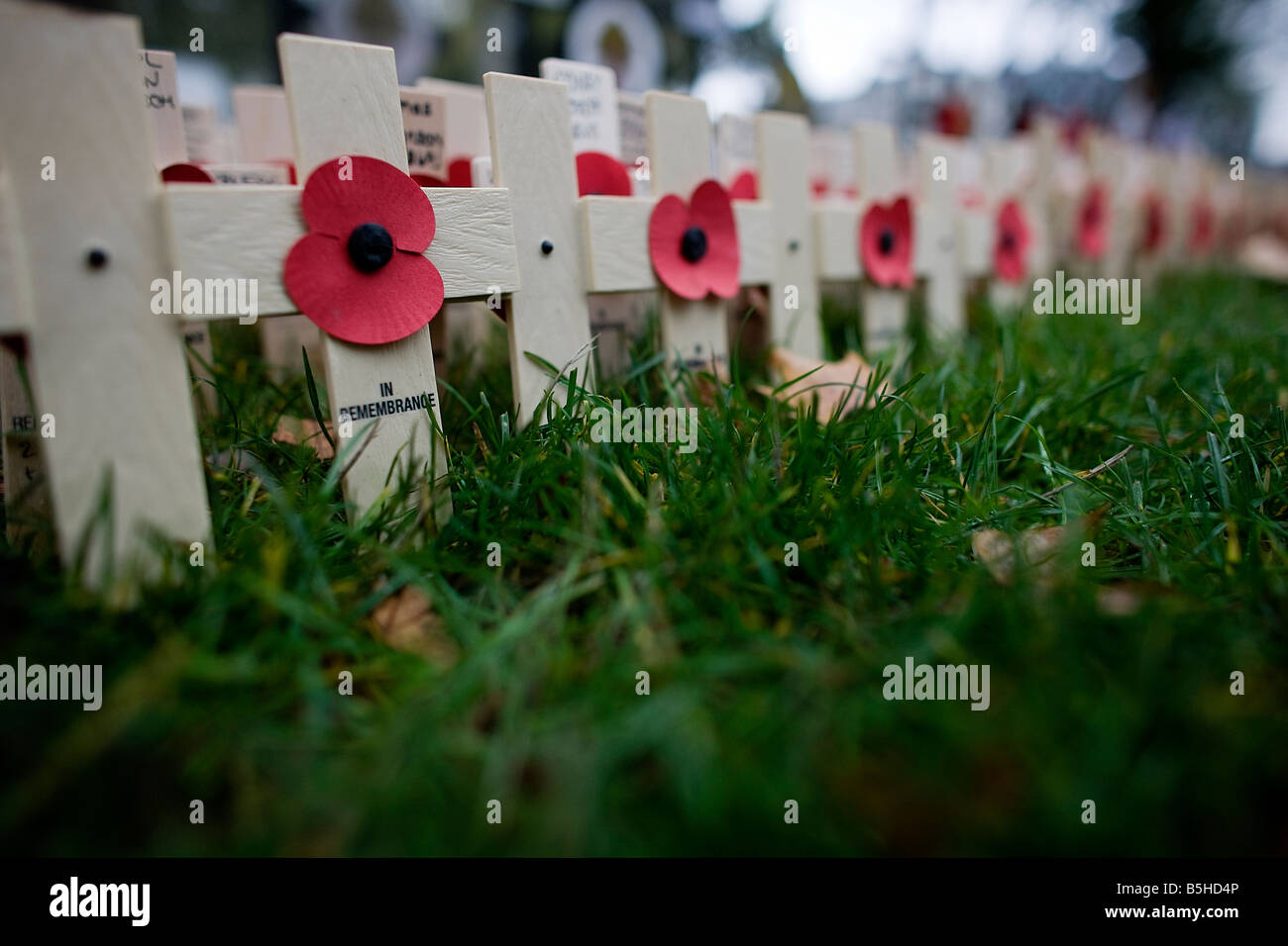 Crosses in the field of remembrance at westminster abbey hi-res stock ...