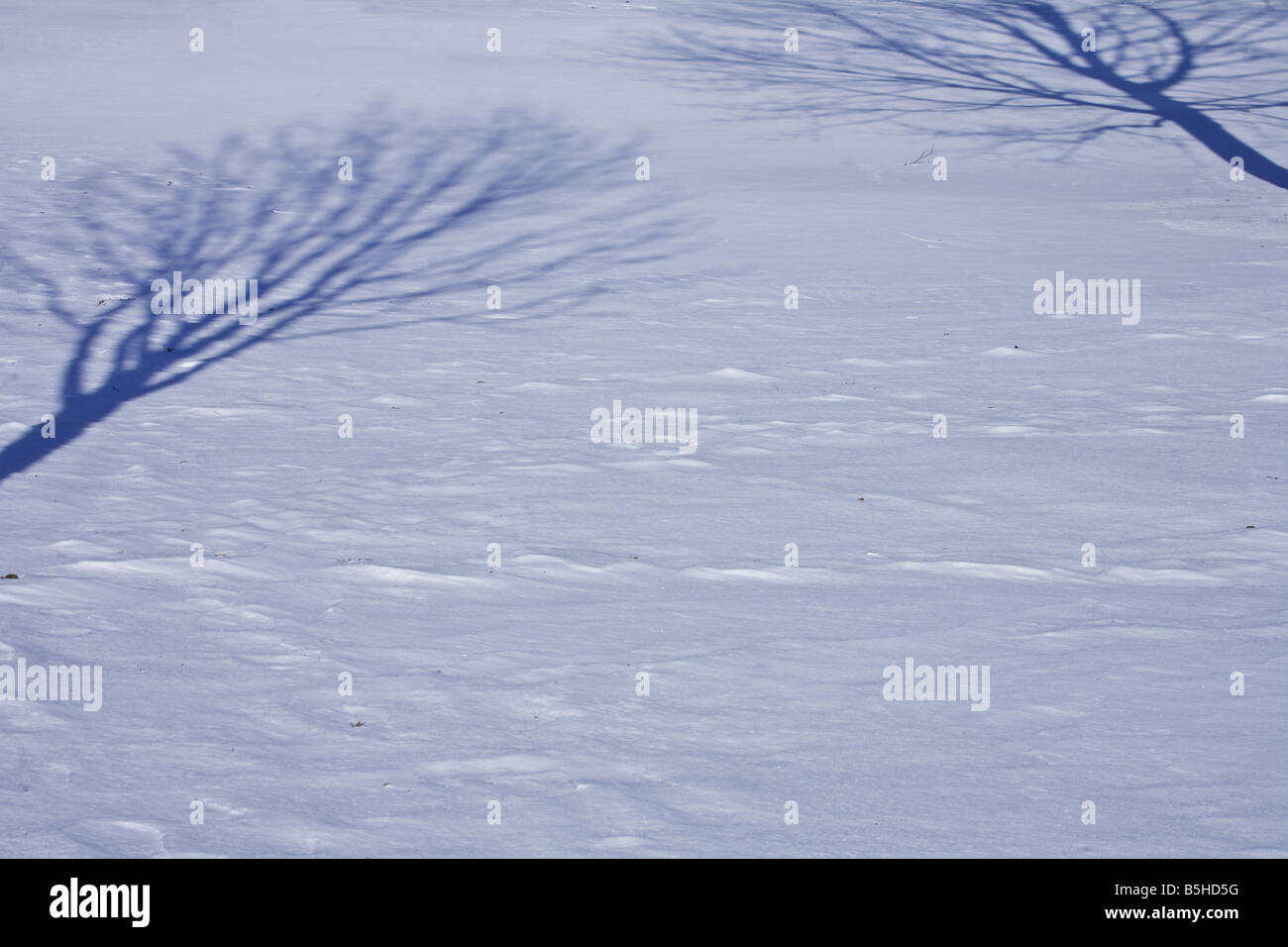 Long shadows of trees stretch across untouched winter snow Stock Photo ...