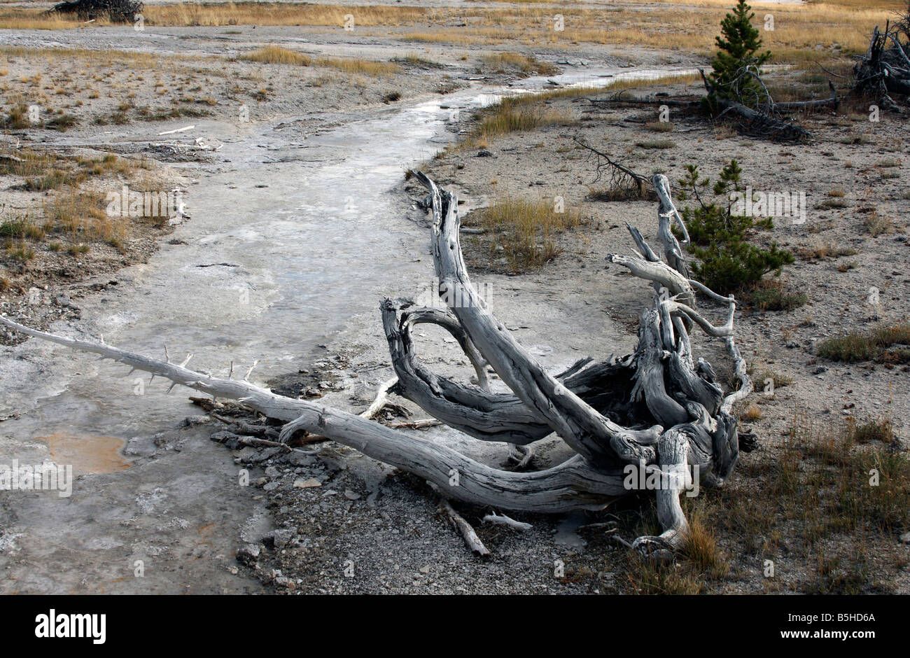 dead tree Yellowstone national park,USA Stock Photo - Alamy