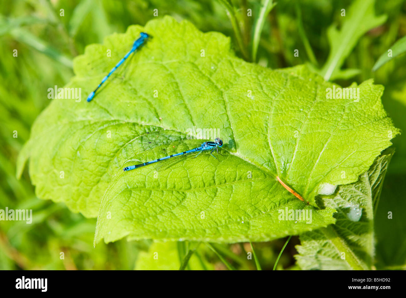 Ordanata hi-res stock photography and images - Alamy