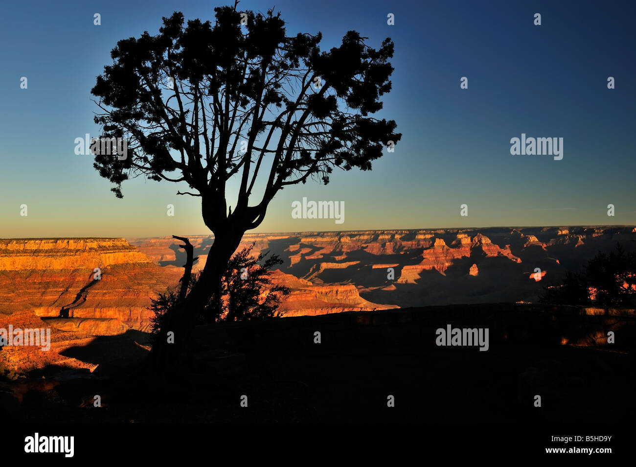 Pinion Pine Tree on Rim of Grand Canyon, Arizona Stock Photo - Alamy