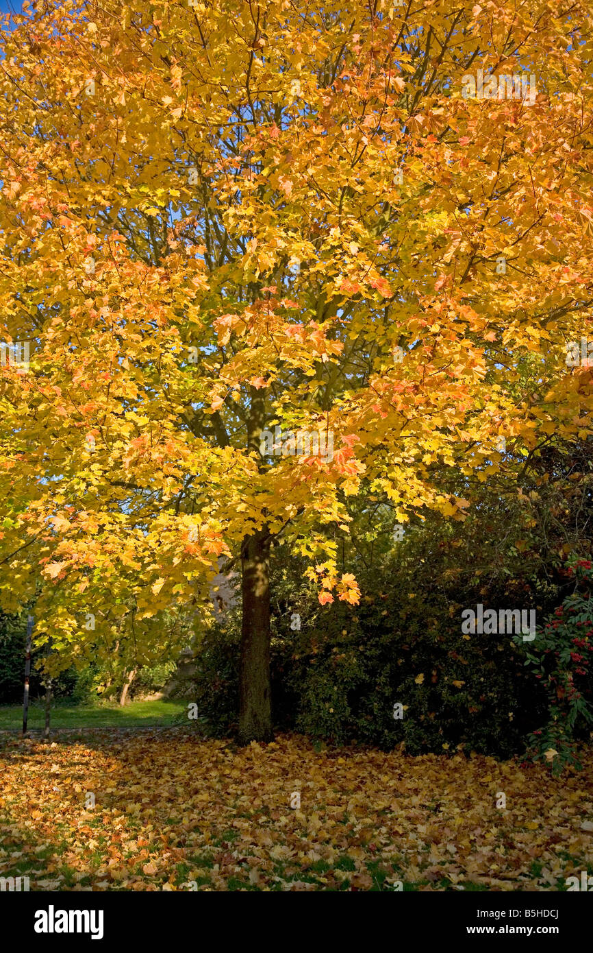 Sycamore Tree In Autumn Stock Photos & Sycamore Tree In Autumn Stock ...