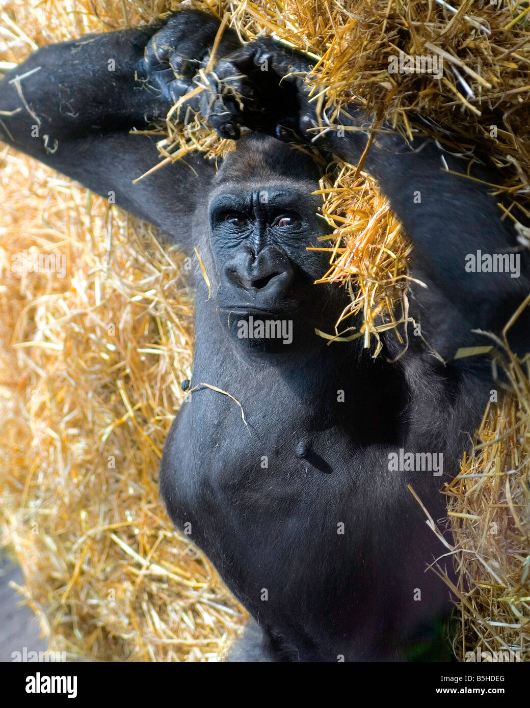 Gorilla pose hi-res stock photography and images - Alamy