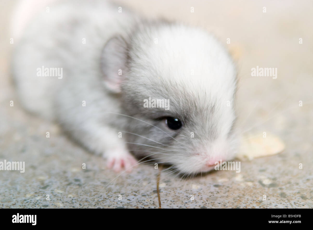White Chinchilla Baby