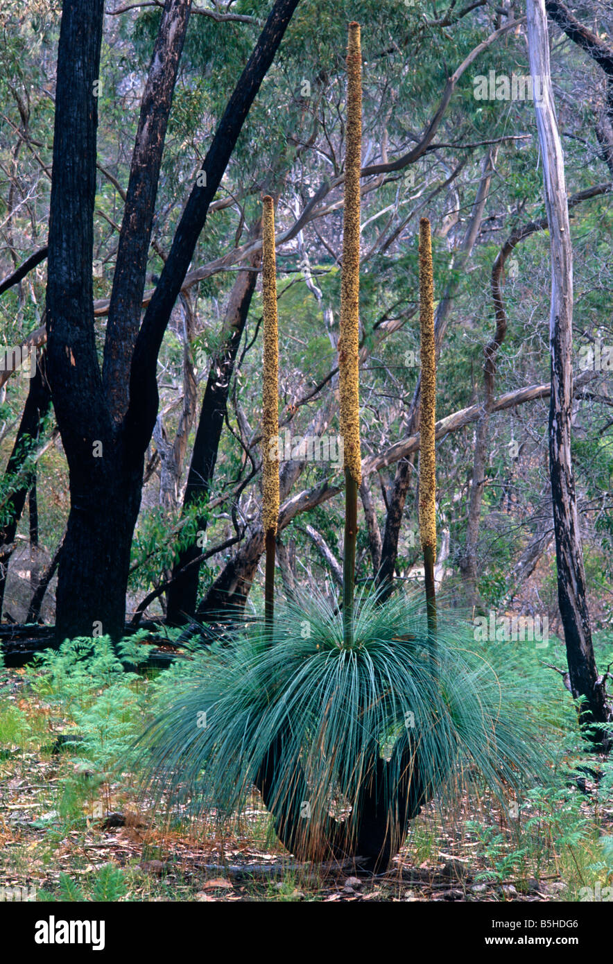 Grass tree, new growth after bush fire Stock Photo - Alamy