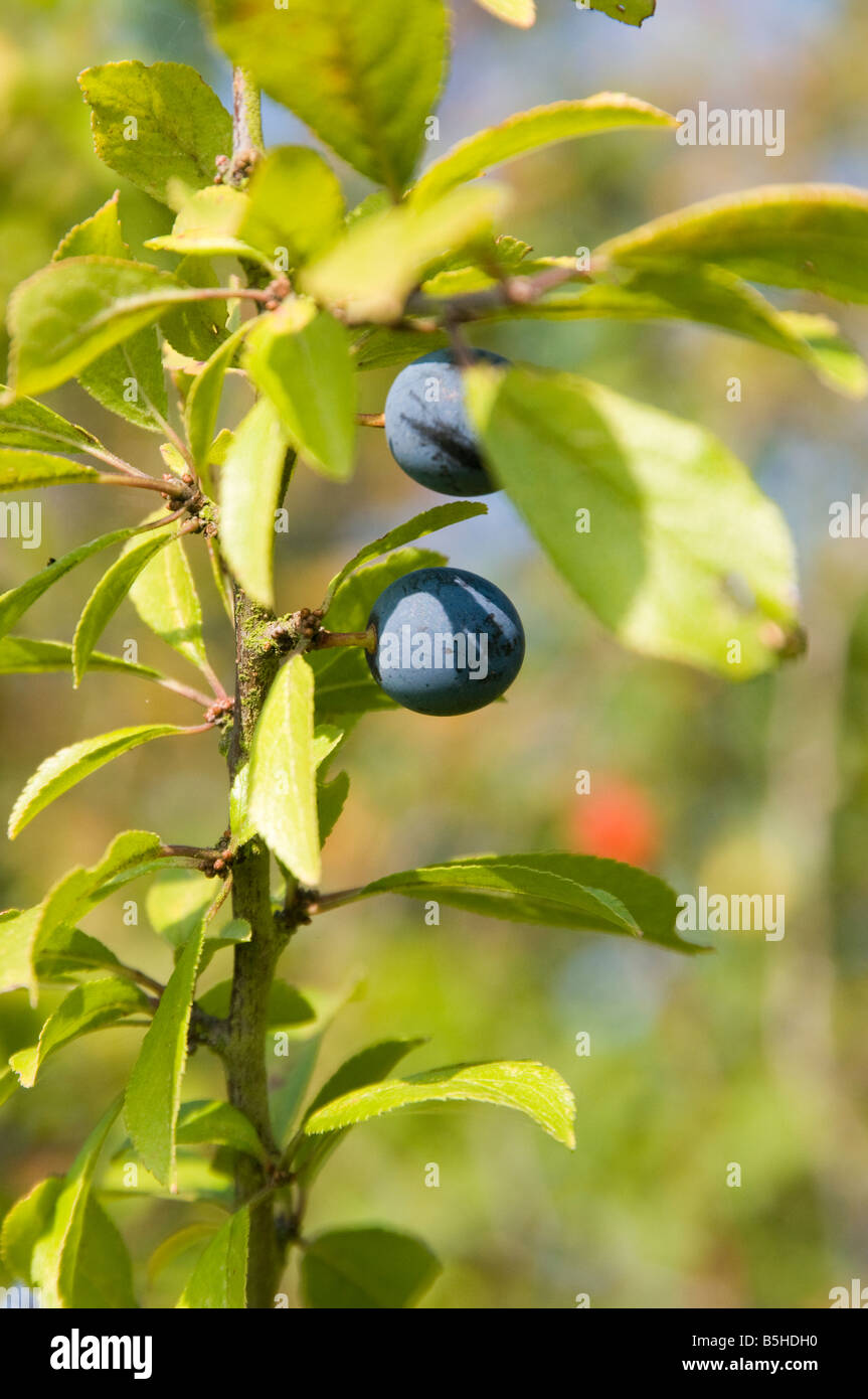 Sloe tree with berries hi-res stock photography and images - Alamy