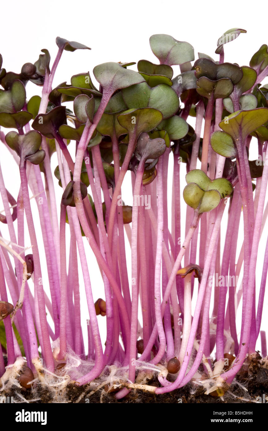 Red cabbage seed hi-res stock photography and images - Alamy