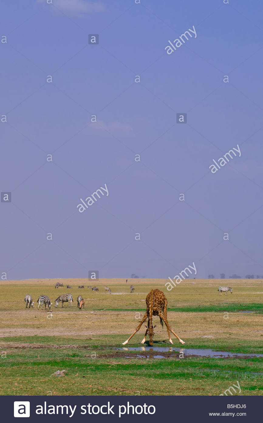 Giraffe Bending High Resolution Stock Photography and Images - Alamy