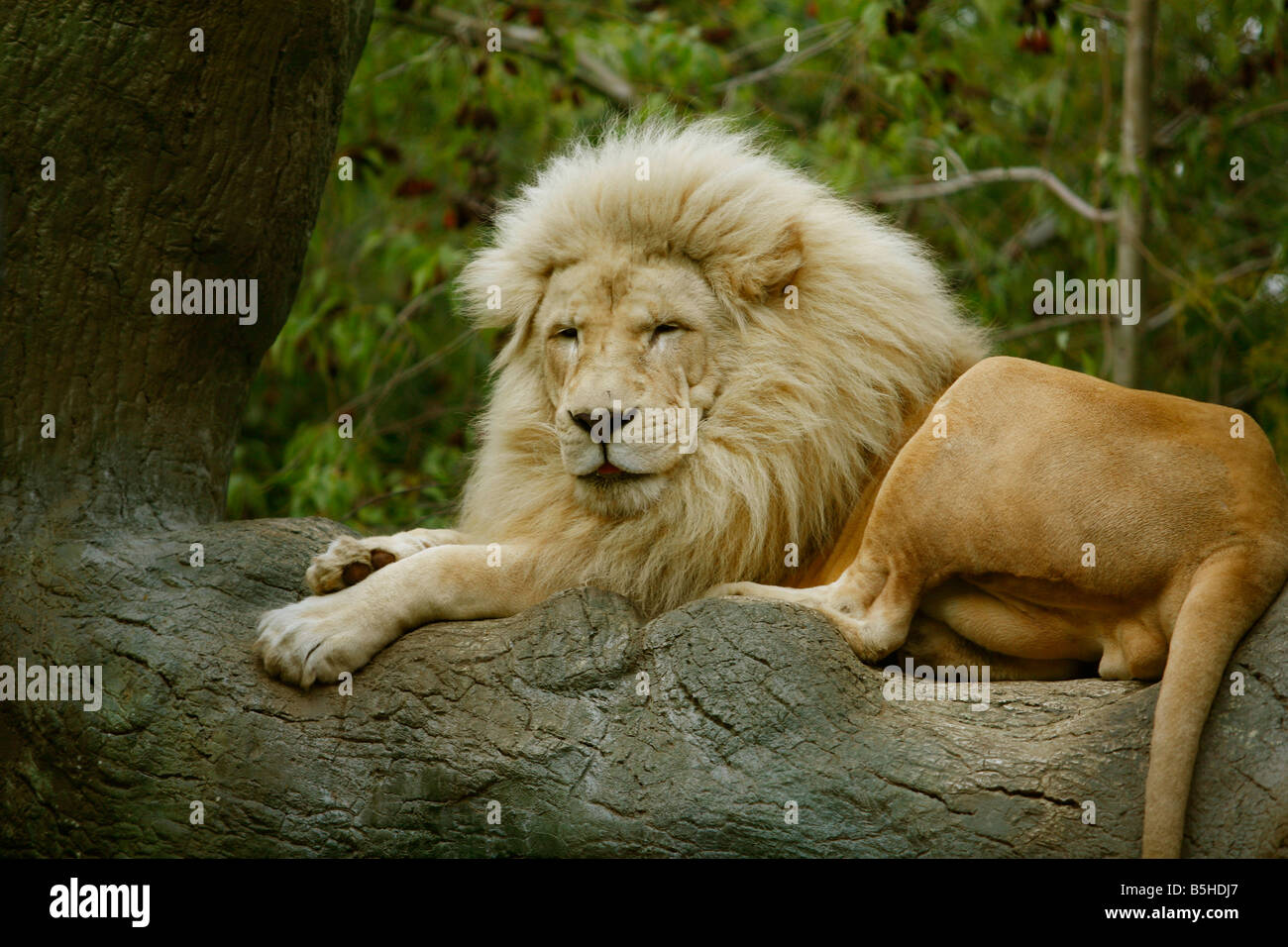Gorgeous male african lion resting hi-res stock photography and images ...