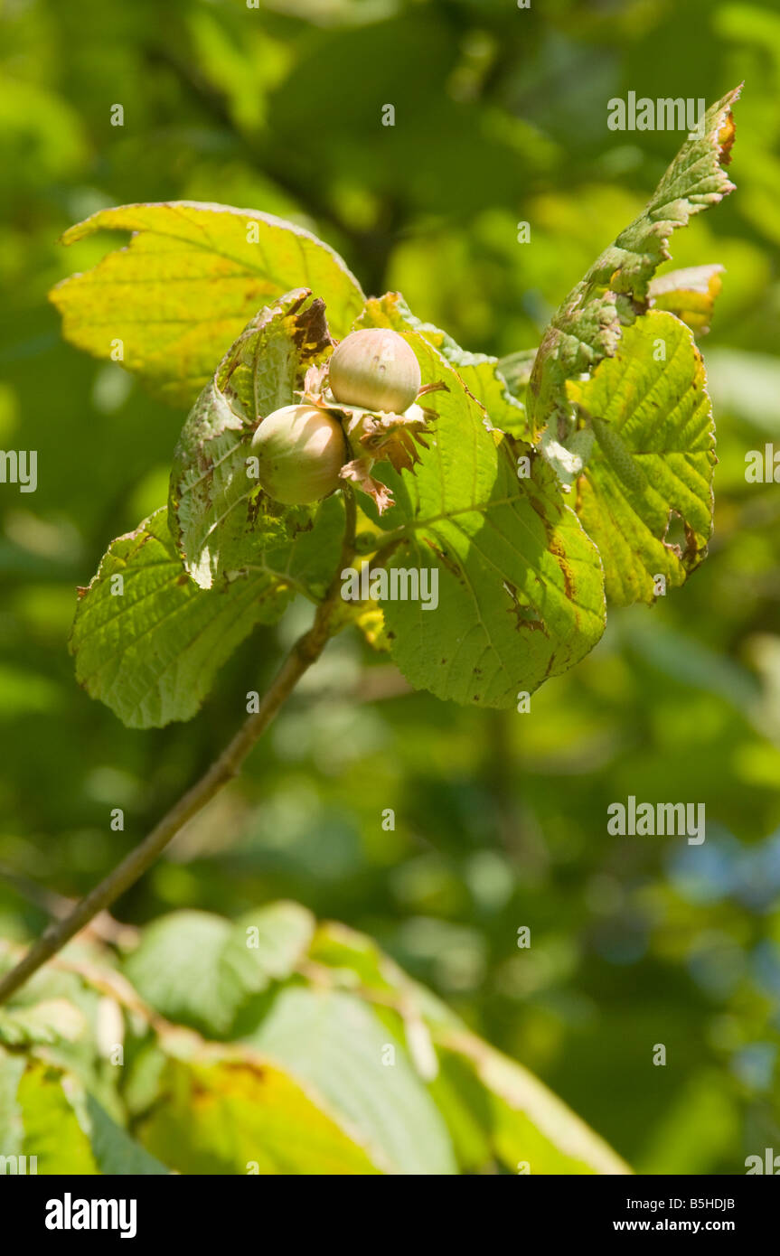 Hazel nuts on hazel tree Corylus betulaceae Stock Photo - Alamy