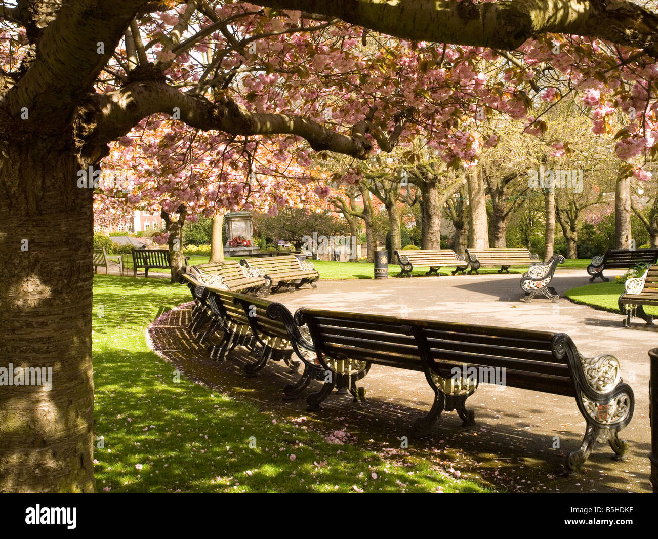 A row of benches amongst the blossom filled trees in the grounds of ...