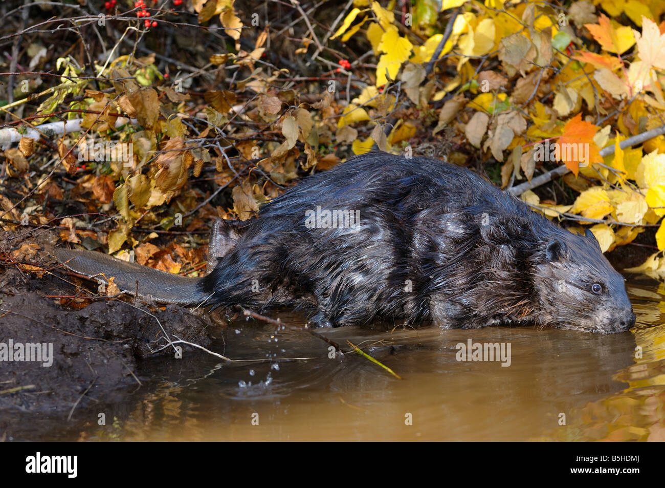 Wet beaver hi-res stock photography and images - Alamy