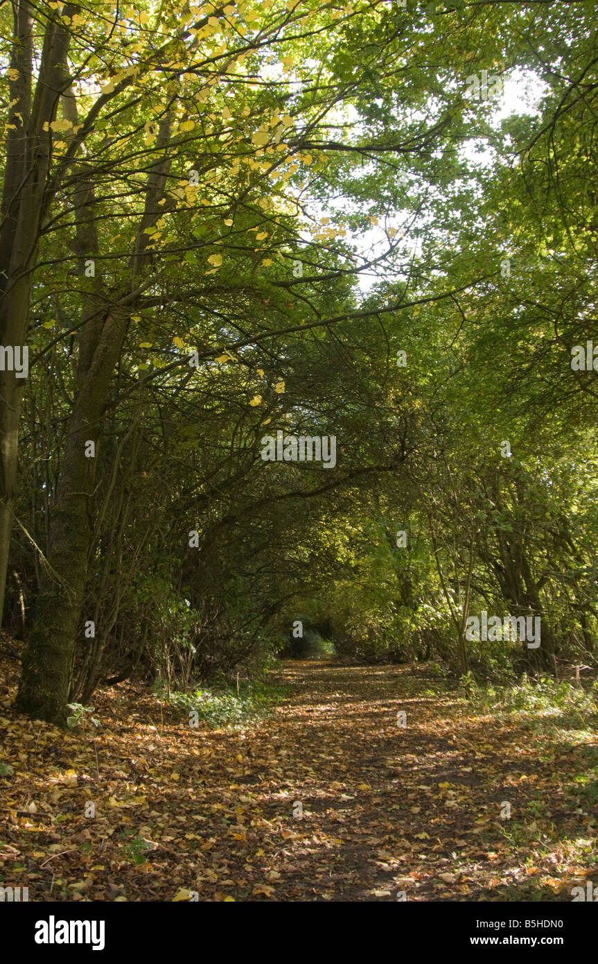 LIght and shadows on woodland path Stock Photo - Alamy
