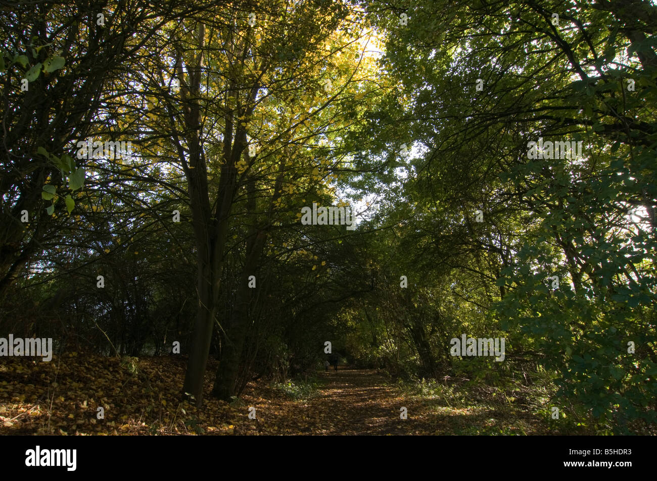 LIght and shadows on woodland path Stock Photo - Alamy