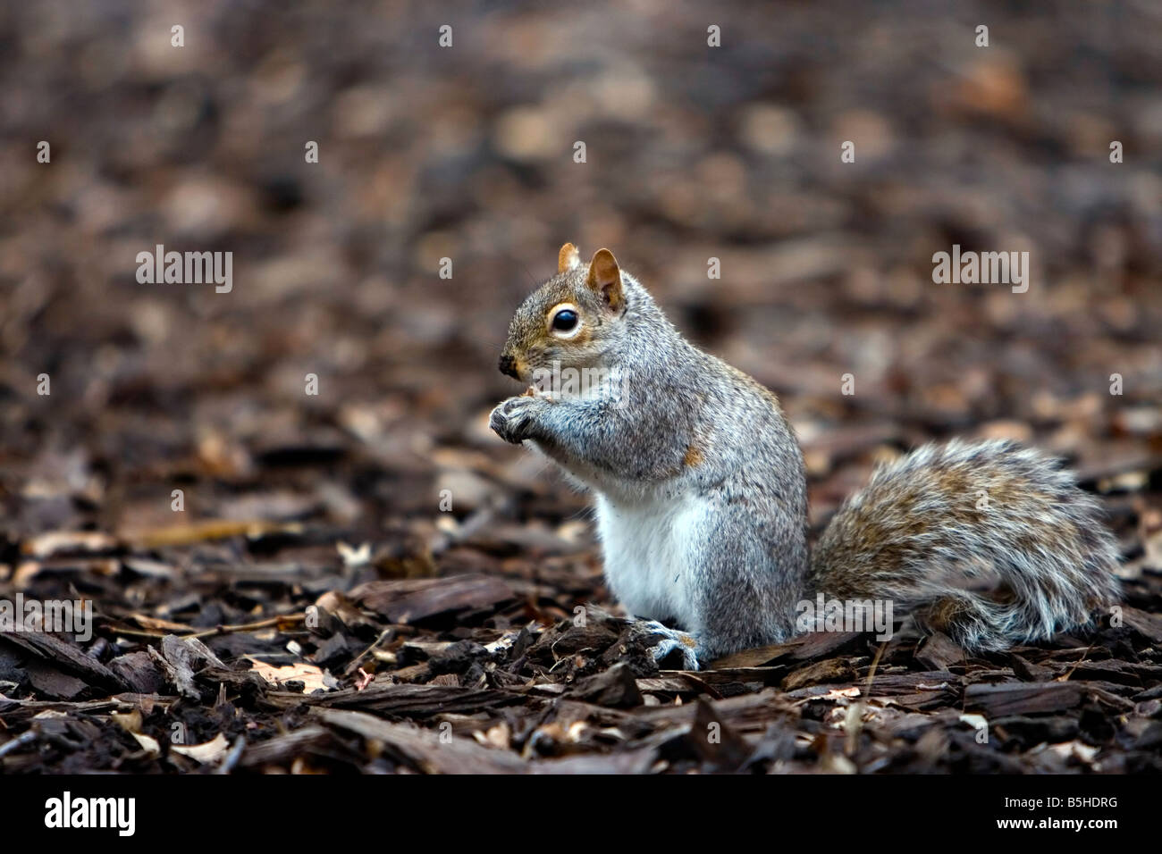 Squirrel with a nut hi-res stock photography and images - Alamy