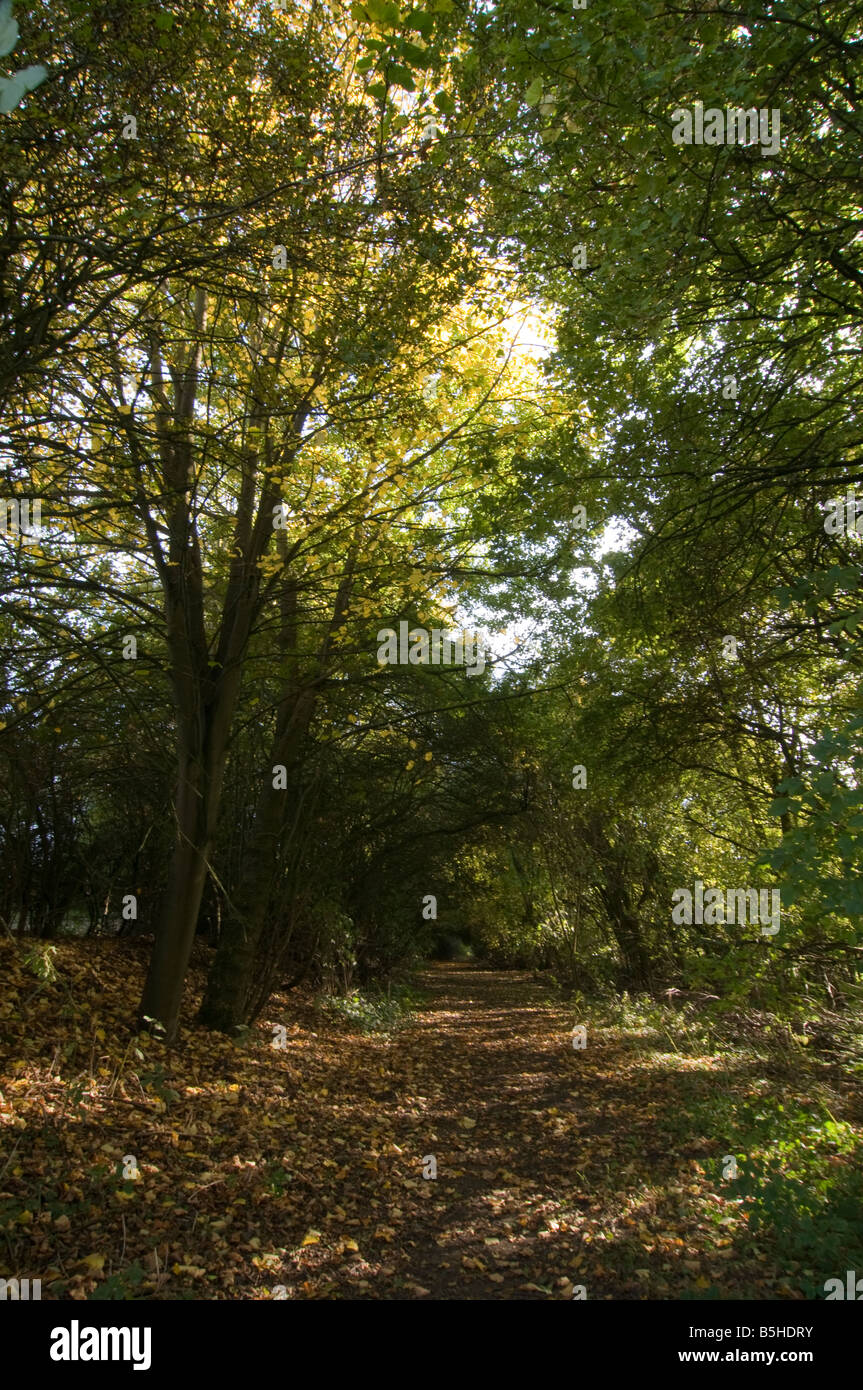 LIght and shadows on woodland path Stock Photo - Alamy