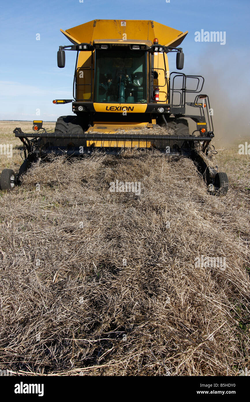 Canola harvest hi-res stock photography and images - Alamy
