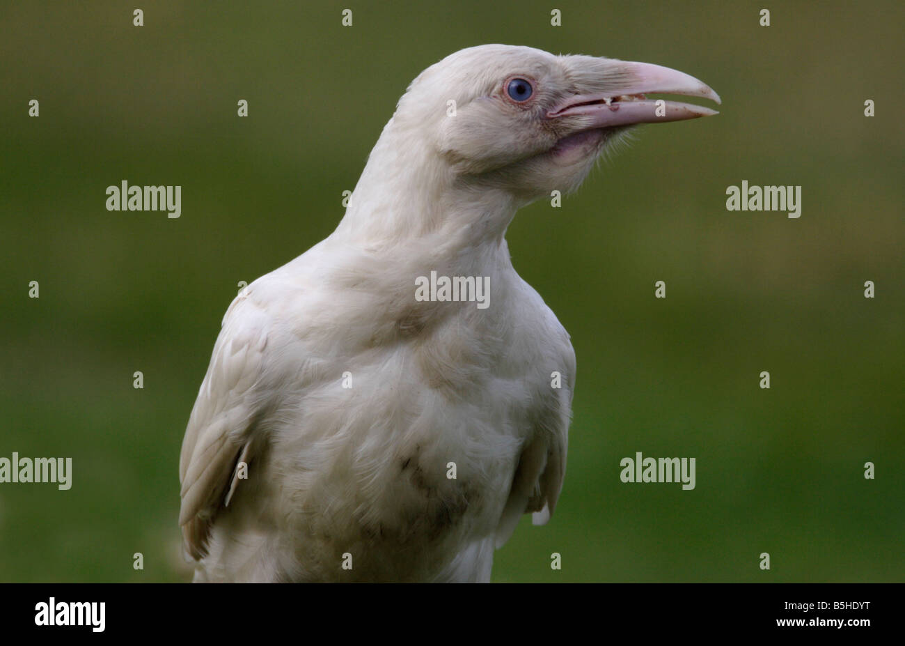 White raven hi-res stock photography and images - Alamy