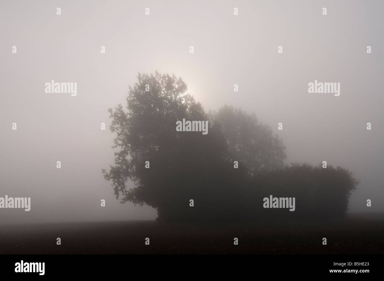 MIst enshrouded copse of trees Stock Photo - Alamy